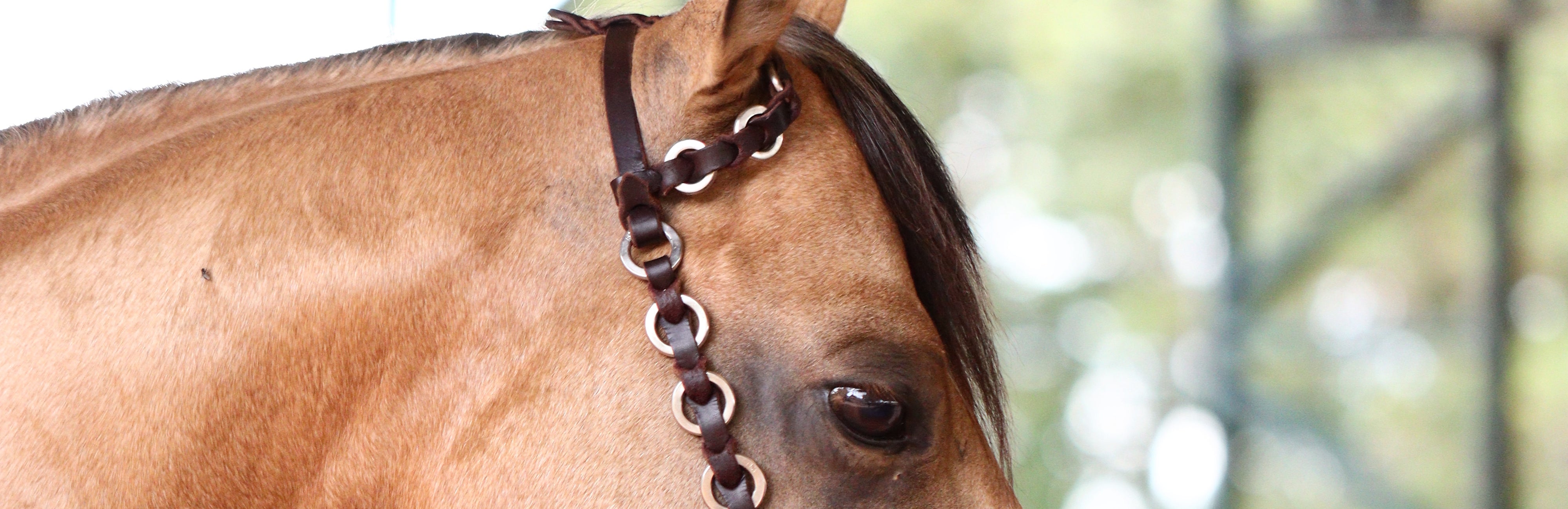 Head Stalls and Breastcollar – Tomahawk Saddles